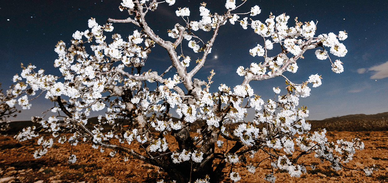 Las III Jornadas Técnicas de Fruticultura a punto. – AEAMDE